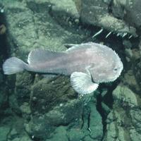 Le Blobfish - Equipe Cousteau